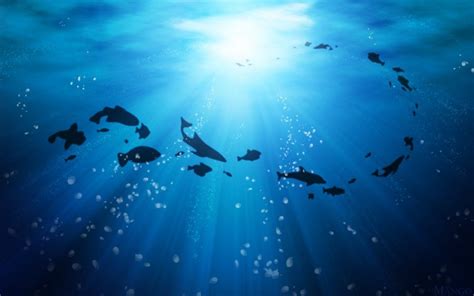 Cose Che Possiamo Fare Per Salvare Gli Oceani
