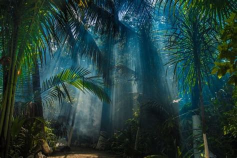 Tropical Rainforest Vs Jungle Whats The Difference Nayturr