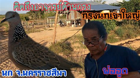 คดถงอาจารยดานการทำกรงนกเขาใหญ และดนกทเอามาจาก จ นครราชสมา YouTube