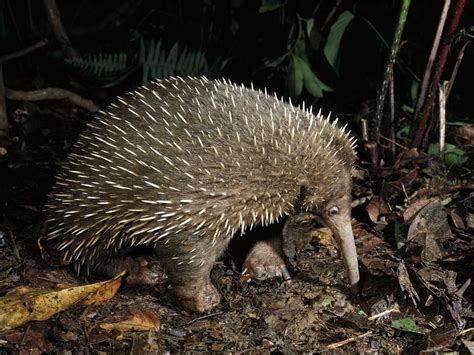 New Species Of Egg Laying Mammal Rediscovered After 60 Years In