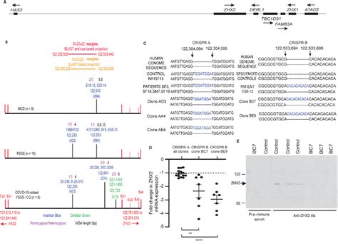 Insertions And Deletions Indels In Non Coding Dna Affect Zhx