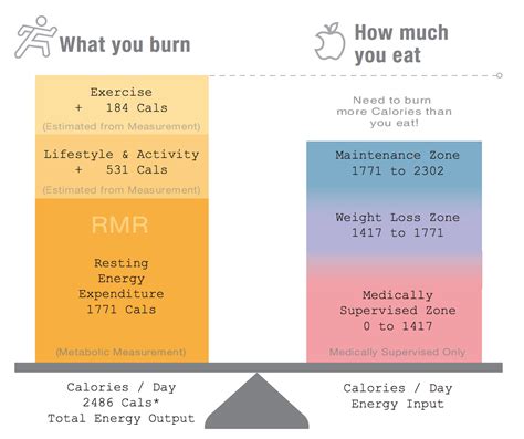 Resting Metabolic Rate Test And Analysis Composition Id