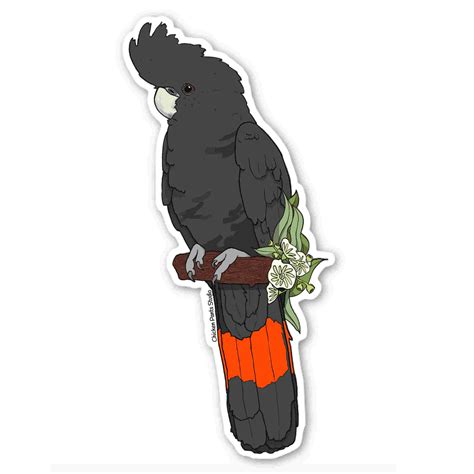 Male Red Tailed Black Cockatoo Vinyl Sticker Kaarakin