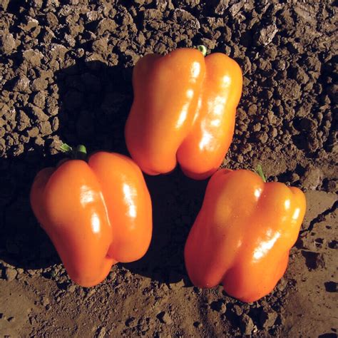 Orange Sun Pepper Seeds Bell Type 1900 OSC Seeds