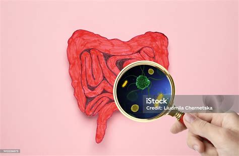 미생물 연구 분홍색 배경에 돋보기와 종이 창자 컷아웃을 가진 여성 상단 전망 돋보기 광학 기기에 대한 스톡 사진 및 기타 이미지