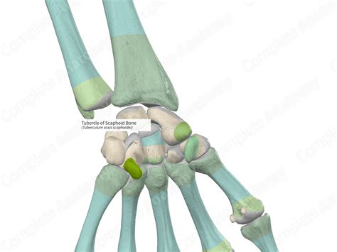 Tubercle Of Scaphoid Bone Complete Anatomy