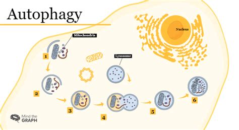 Writing A Scientific Paper Check Our Graphical Abstract Templates