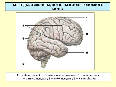 Головной мозг презентация онлайн