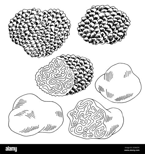 Truffle Mushrooms Graphic Black White Isolated Sketch Set Illustration