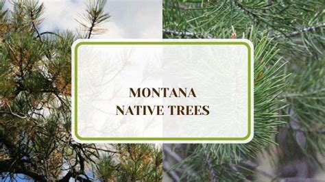 Montana Native Trees Ones That Add Vibrancy Plant America