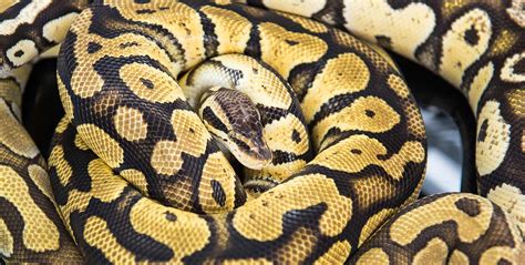 Ball Python