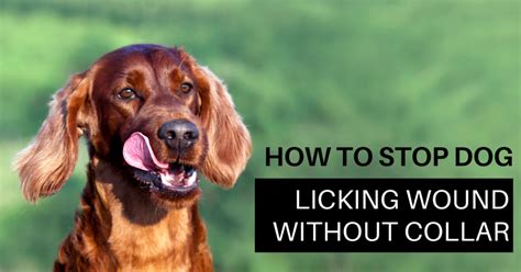 How To Stop Dog Licking Wound Without Collar Complete Guide Dogcare