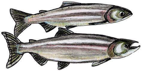 Life Cycle Of Kokanee Salmon Kluane National Park And Reserve