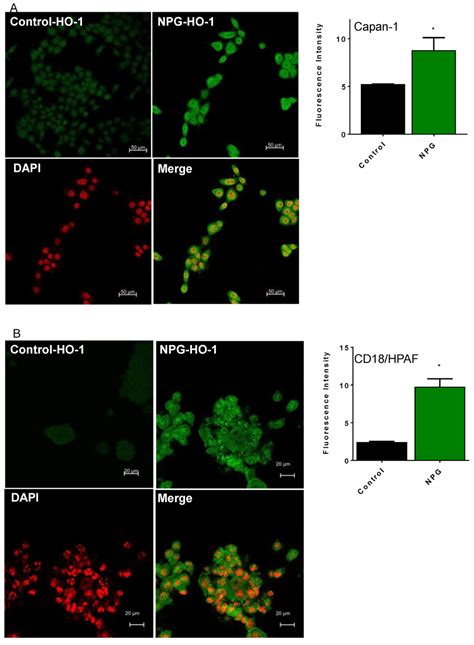 Npg Increases Ho 1 Expression And Induces Nuclear Enrichment In Pdac