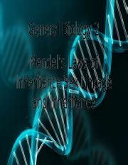 Exploring Mendel S Laws Of Inheritance Genetics Basics Course Hero