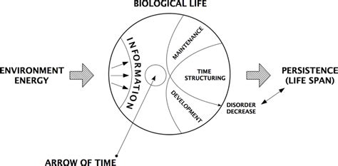 Schematic Representation Of Time Structuring That Characterizes