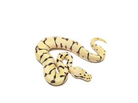 Bumble Bee Enchi Desert Ghost Ball Python By Bobs Balls