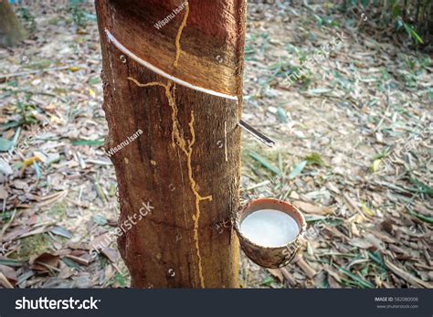 Latex Rubber Tree Stock Photo 582080008 Shutterstock