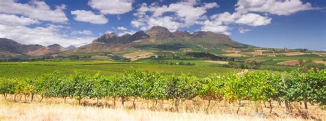 Stellenbosch Wine Route The Cape Winelands
