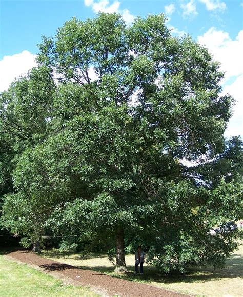 Plant Profile Swamp White Oak Northern Gardener