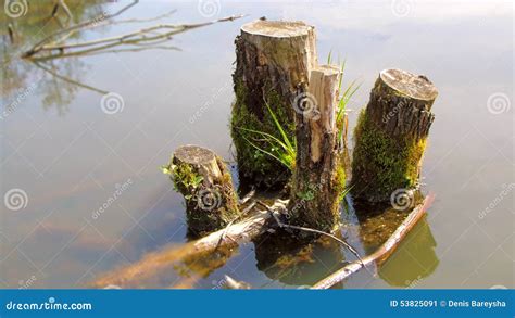 Rotting Log In The Water Stock Image Image Of Moss Ecosystem 53825091