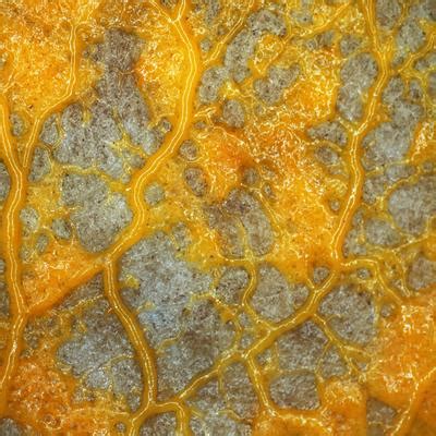 Frontiers In Microbiology Microbial Physiology And Metabolism