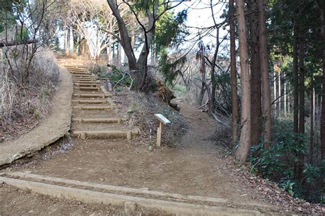 高尾山でシモバシラの氷の華を観察冬の始まりに現れる氷の芸術どこで見れる 観察の注意点は ブログ 高尾山マガジン