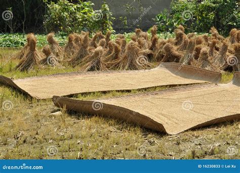 Pengzhou China Drying Rice Grains Stock Image Image Of Stalks Sunshine 16230833