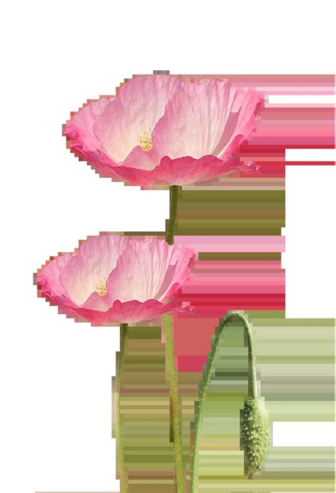 冒险家的旅程か★ Png植物 花朵 鲜花 绿叶 花环 水彩 手绘 彩铅 小清新 插画 粉色花朵 花瓣网