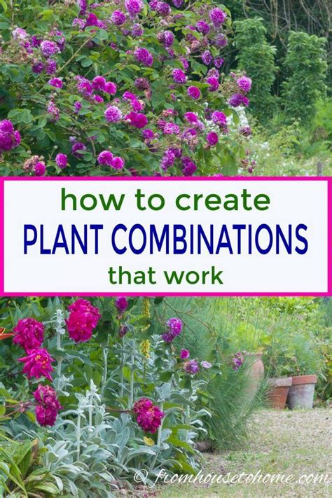 Plant Combinations 10 Tips For Creating Flower Combinations That Work