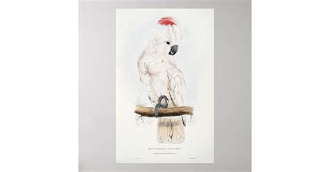 Salmon Crested Cockatoo Poster Zazzle