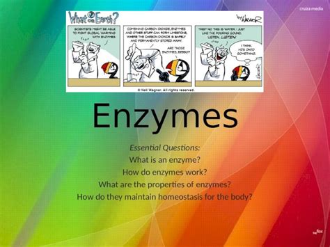 PPTX Enzymes Essential Questions What Is An Enzyme How Do Enzymes Work What Are The