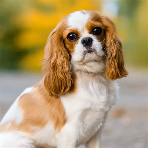 Cocker Spaniel Rey Charles Blanco Y Negro
