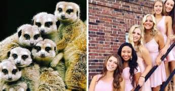Have You Ever Noticed How Sorority Girls Always Pose Like Meerkats 27