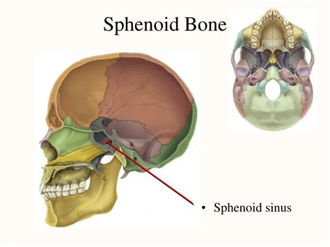 Ppt Chapter 8 The Skeletal System Powerpoint Presentation Daftsex Hd