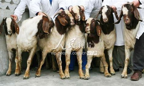 世界首批由亚种间体细胞克隆羊实验在上海获得成功 人民图片网