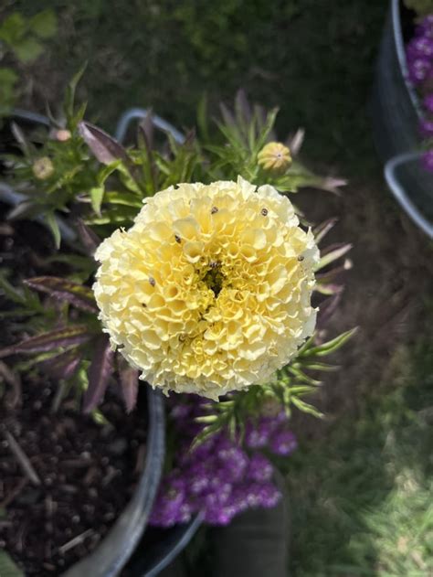 Grass Mask Showed Up In My Game Should I Be Concerned Rashens