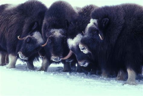 Free Picture Muskox Animals Arctic Mammals Ovibos Moschatus