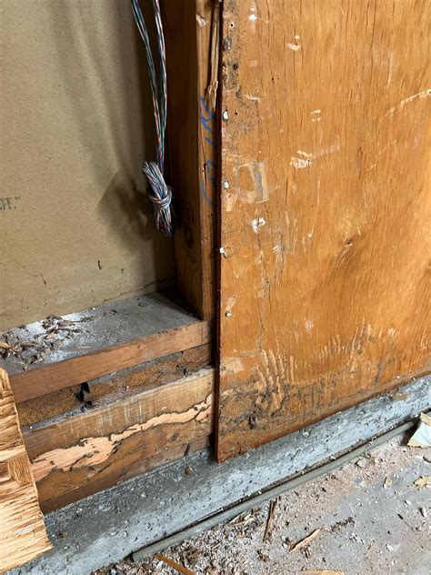 Active Or Inactive Termite Trails Rhomerenovations