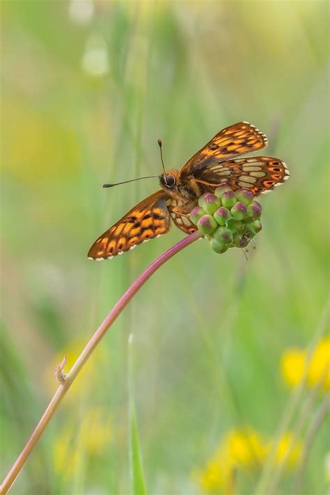 Schlüsselblumen Würfelfalter Hamearis lucina Forum für Naturfotografen