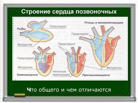 Транспорт веществ в организме презентация онлайн