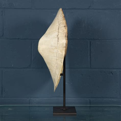 ANTIQUE ThC VICTORIAN BLONDE TURTLE SHELL ON MOUNTED STAND C Pushkin S