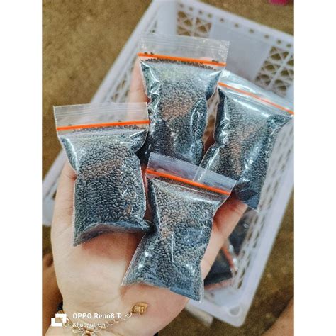 Jual BIJI SELASIH Shopee Indonesia