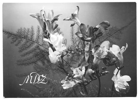 Pohlednice SvÁteČnÍ Kytice MdŽ Aukro