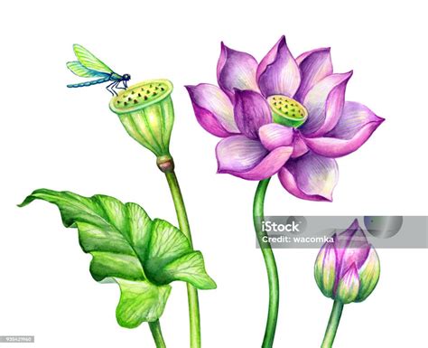 핑크 수채화 식물 그림 로터스 꽃 동양 정원 자연 물 Lillies 녹색 잎 Chinoiserie 벽지 부 용 흰색 배경에 고립 된 열 대 꽃 클립 아트 백합에 대한 스톡