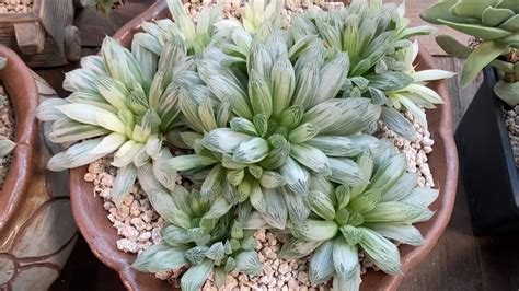 키우기 쉬운 하월시아속 다육이들 베란다에서도 이쁘게 잘 자라네요~~~~~~ Youtube