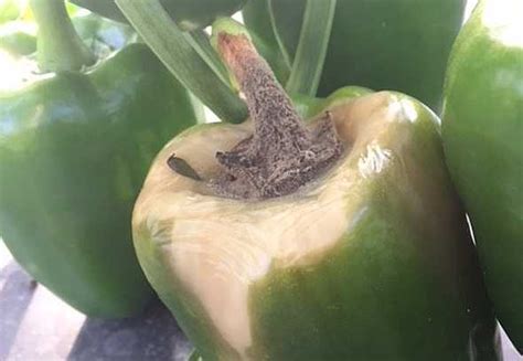 Guard Your Vegetable Crops Against Gray Mold Growing Produce