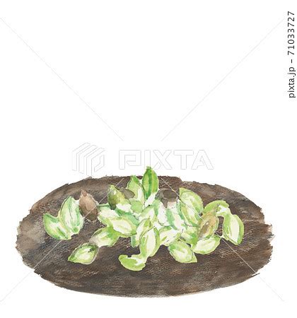 完了しました イラスト そばの実 240410