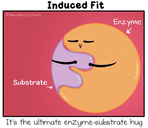 Enzymes Mrs Gonzalez Biology Class