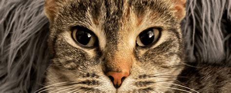 Is Cat Leukemia Contagious Vet Explains 100 Committed To Your Cats